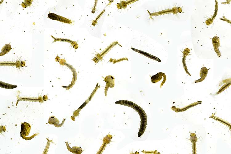 Dengue, Symptomen, behandeling en preventie | Reisprik